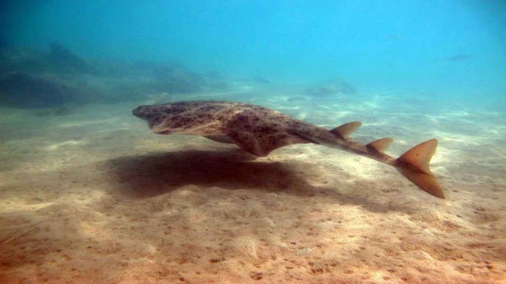 Angel Sharks - who has been lucky enough to encounter a sighting of one?